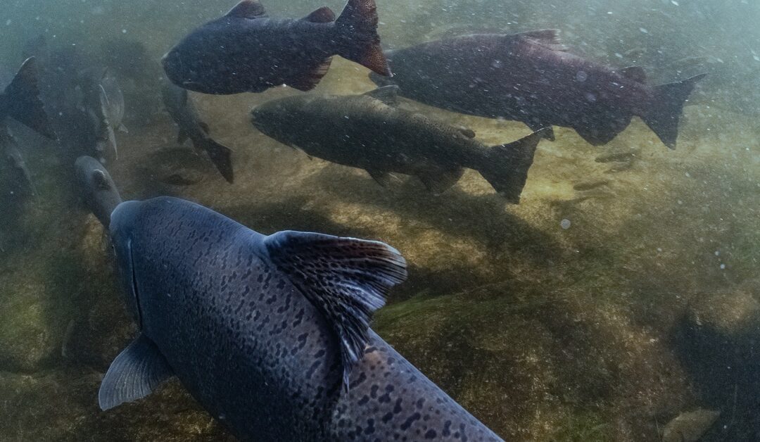 A Closer Look at Seasonal Fish Migrations in Idaho Rivers