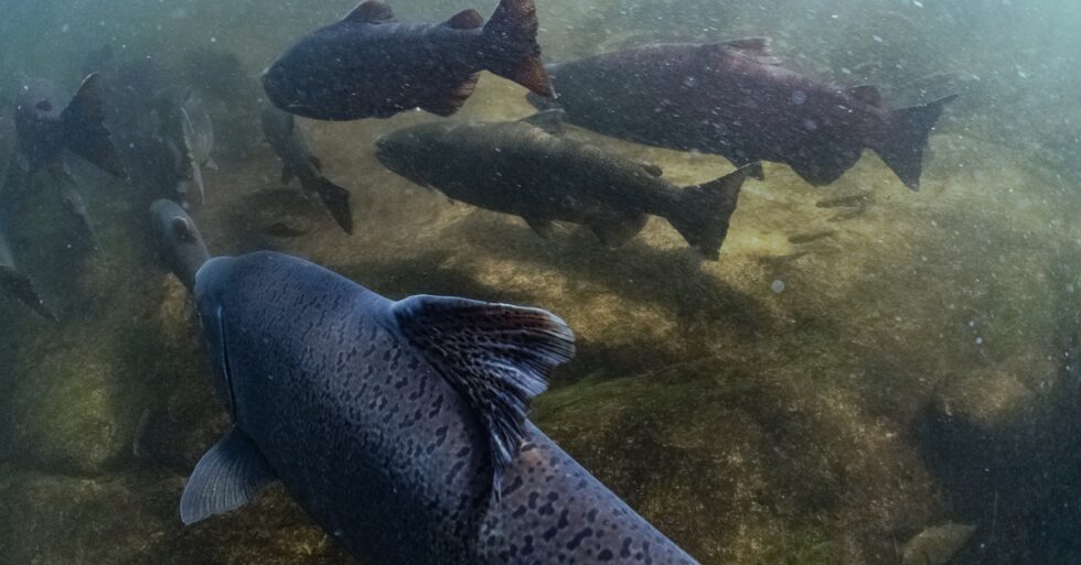 A Closer Look at Seasonal Fish Migrations in Idaho Rivers